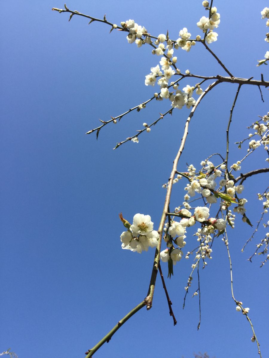 占い鑑定 60分-Fortune Next 予約