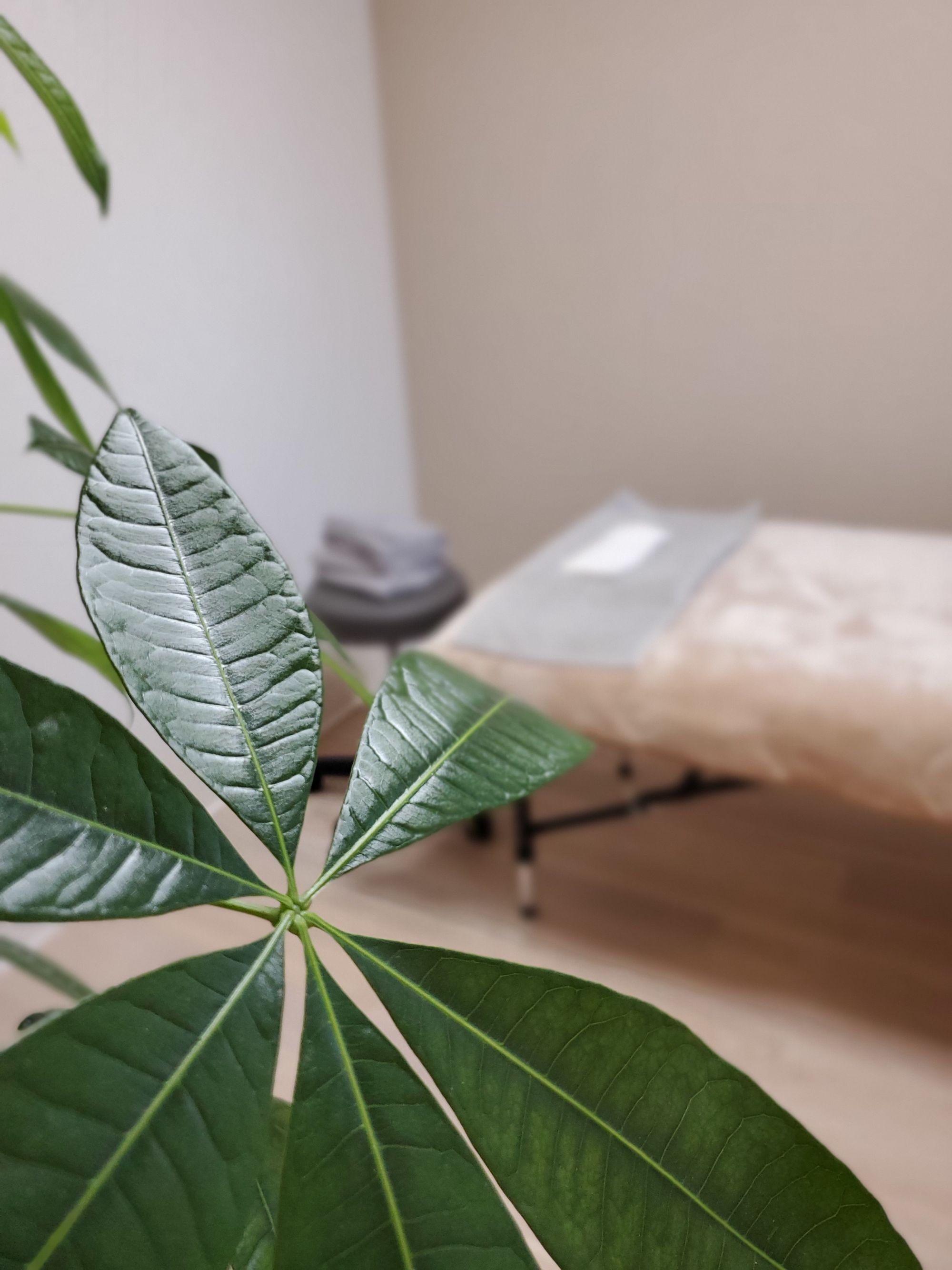 ドライヘッドスパLuom mama salon