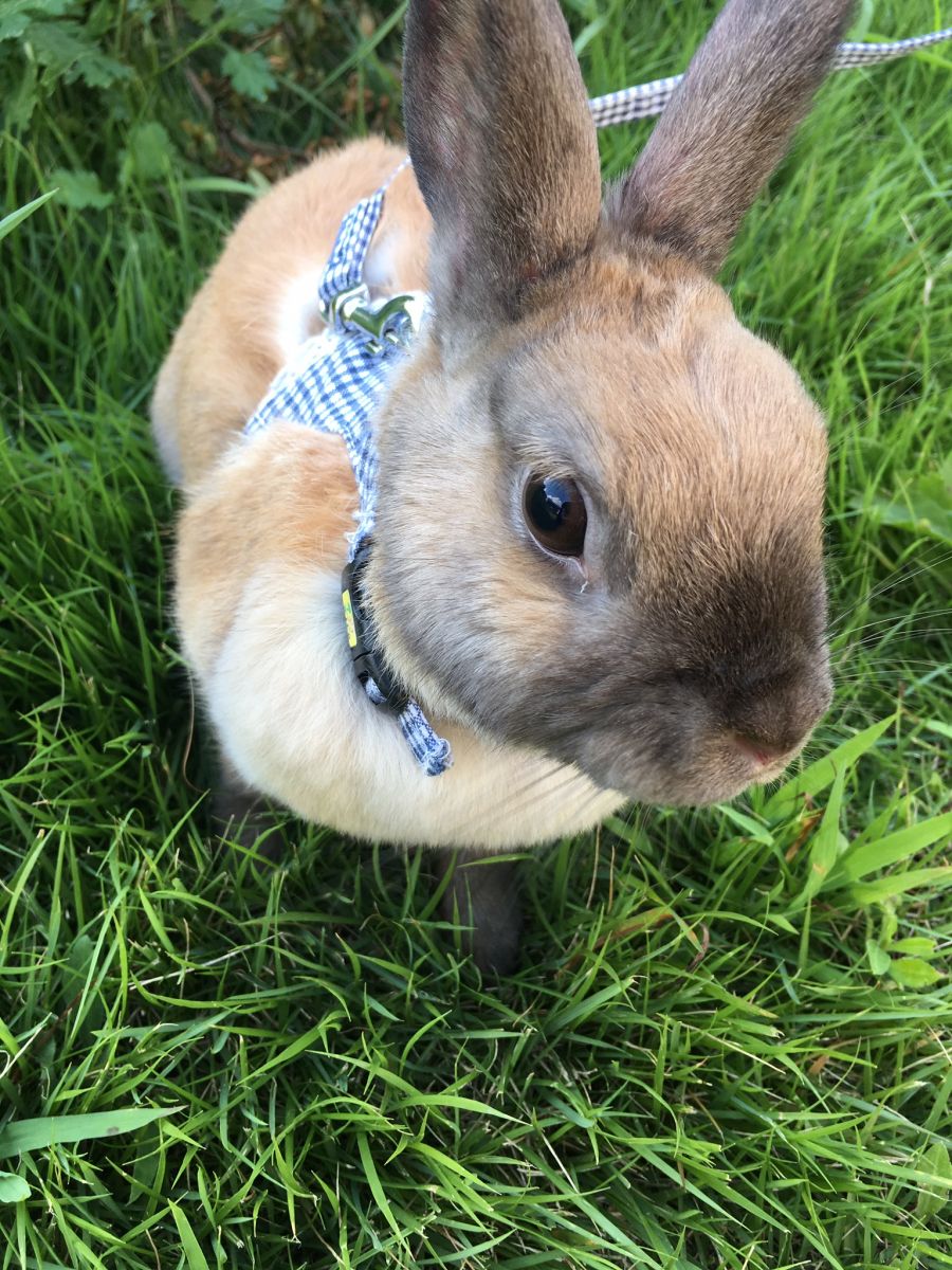 カット-masshu.hair